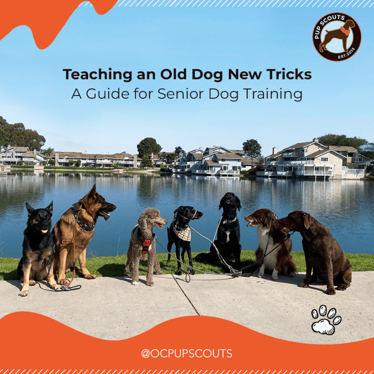 A Guide for Senior Dog Training | OC Pup Scouts